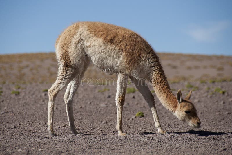 Vigogna nelle Ande immagine stock. Immagine di roccie - 67785397