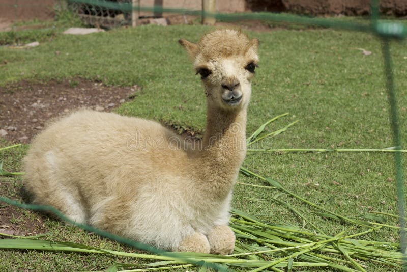 Vigogna animale andina fotografia stock. Immagine di brown - 57871248