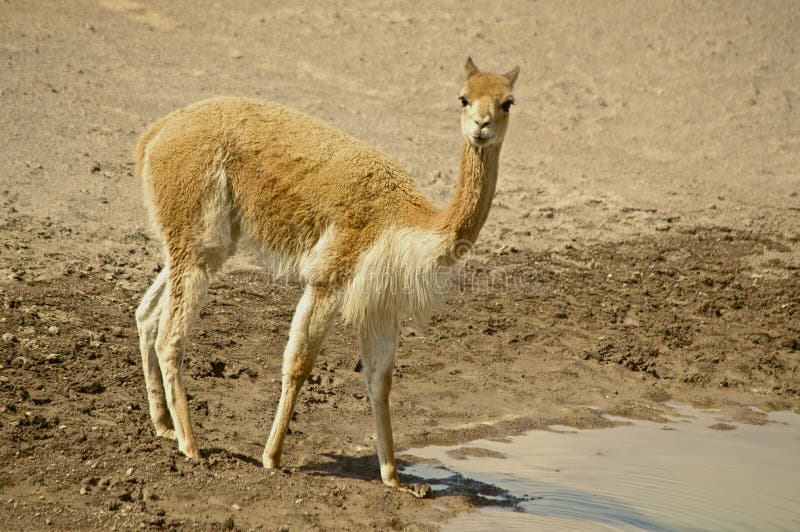 Vigogna Selvaggia Alle Colline Pedemontana Del Cileno Le Ande, Flamenco ...