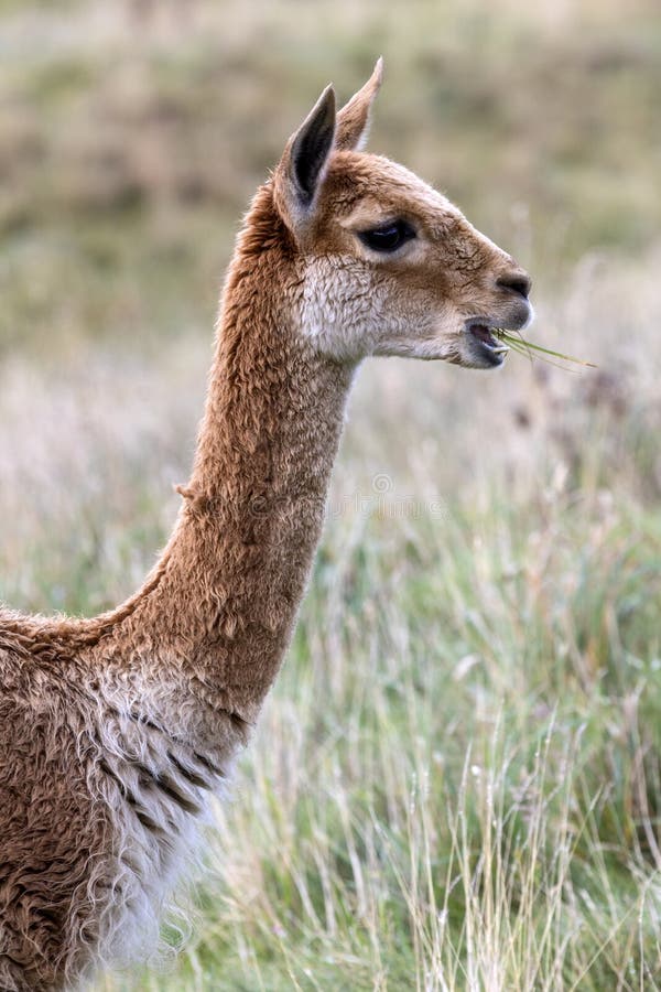 Vigogna - Cile fotografia stock. Immagine di animale - 10794670