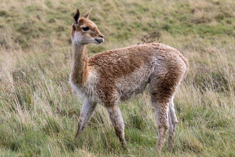 Vigogna - Cile fotografia stock. Immagine di animale - 10794670