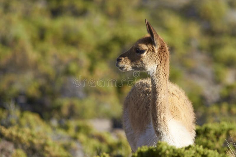 Ritratto Di Vigogna in Lampadina Fotografia Stock - Immagine di ...