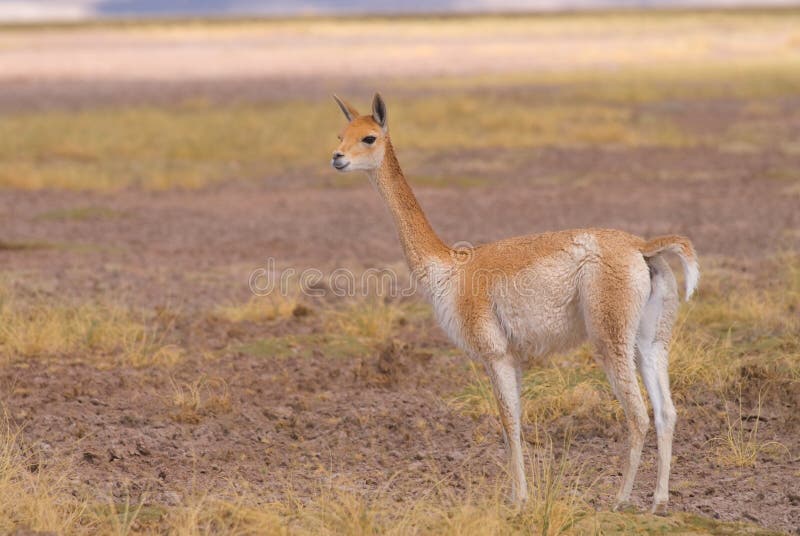 Vigogna (vicugna) Di Vicgna Camelid Da Ameri Del Sud Fotografia Stock ...
