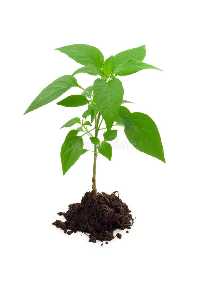 Vigorous young plant stock photo. Image of life, botany - 2509194