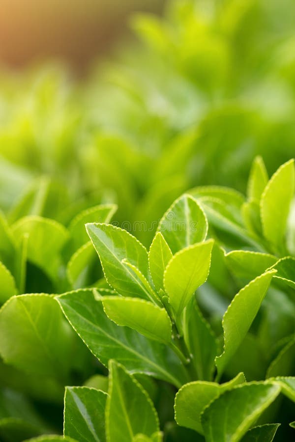 Vigorously Growing Holly in Spring Stock Image - Image of close ...