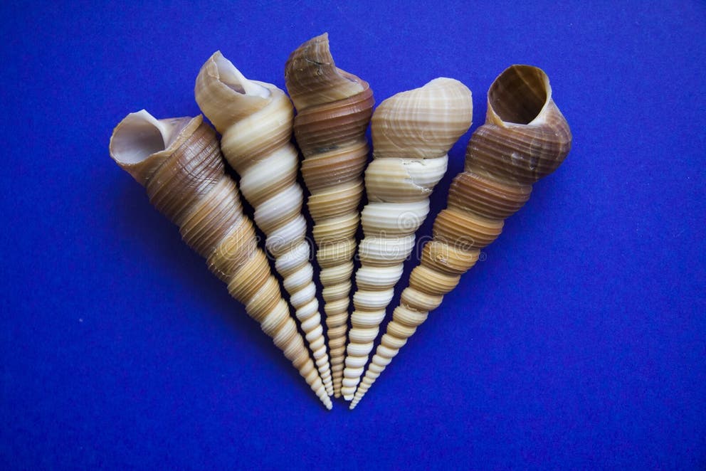 Vijf Shells Van De Torenschroef Stock Foto - Image of konk, lang: 51413766