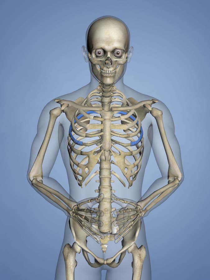 Vijfde Rib, Rib Cage, 3D Model Stock Illustratie - Illustration of ...