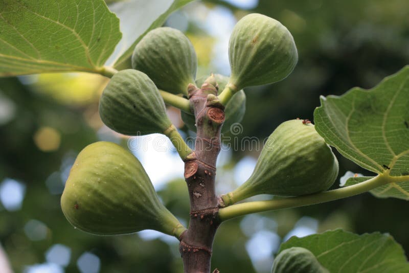Vijgeboom stock foto. Image of boom, vrucht, installatie - 15770730