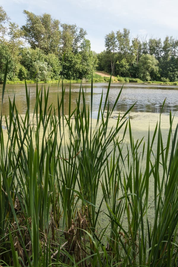 Vijver, riet en populieren stock foto. Image of groen - 57652004