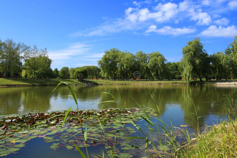 Vijver Van Het Stads De Openbare Park in De Zomer Stock Foto - Image of ...