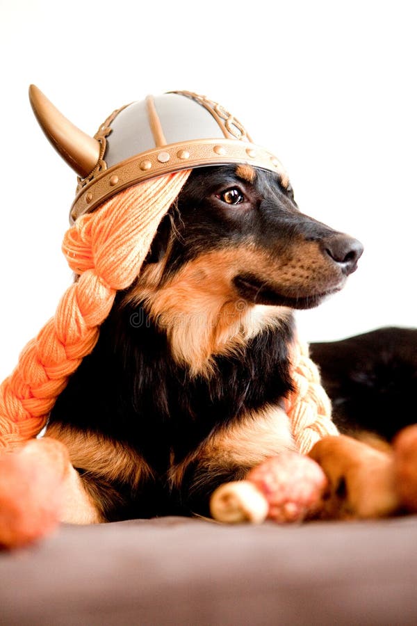 Viking puppy stock image. Image of adult, black, canine - 25158205