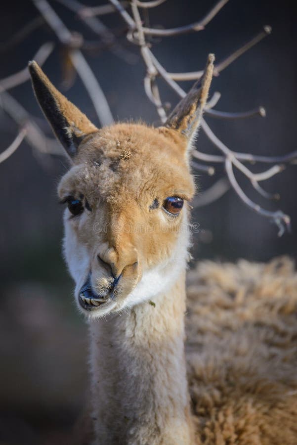 Lama Vikunja & X28; Vicugna& X29 Do Vicugna; Foto de Stock - Imagem de ...