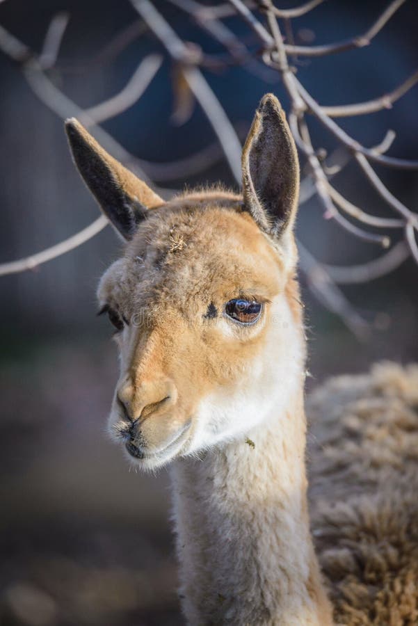 Lama Vikunja & X28;Vicugna Vicugna& X29; Stock Photo - Image of mammal ...