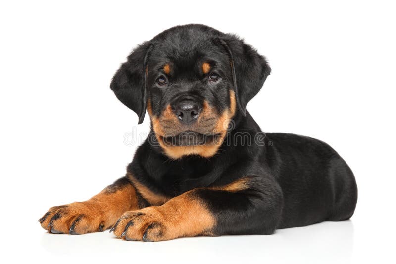 Rottweiler Valp På Vit Bakgrund Arkivfoto - Bild av pedicured, hund ...