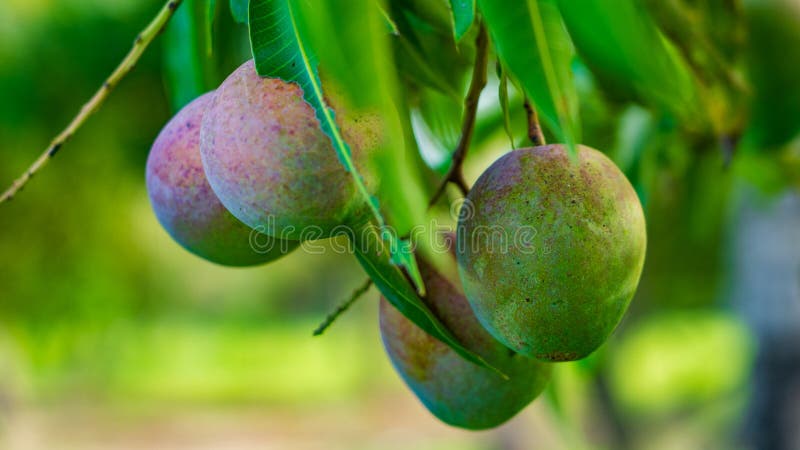 Vilad Mango Fruit. Fresh Mango Fruit Stock Photo - Image of dessert ...