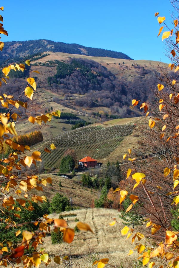 Vilage Nature Forest Serbia Kopaonik Stock Photo - Image of serbia ...