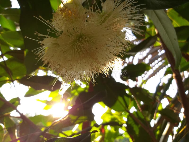 Vilayti Kaju Tree in a Vilage Stock Image - Image of vilayti, tree ...