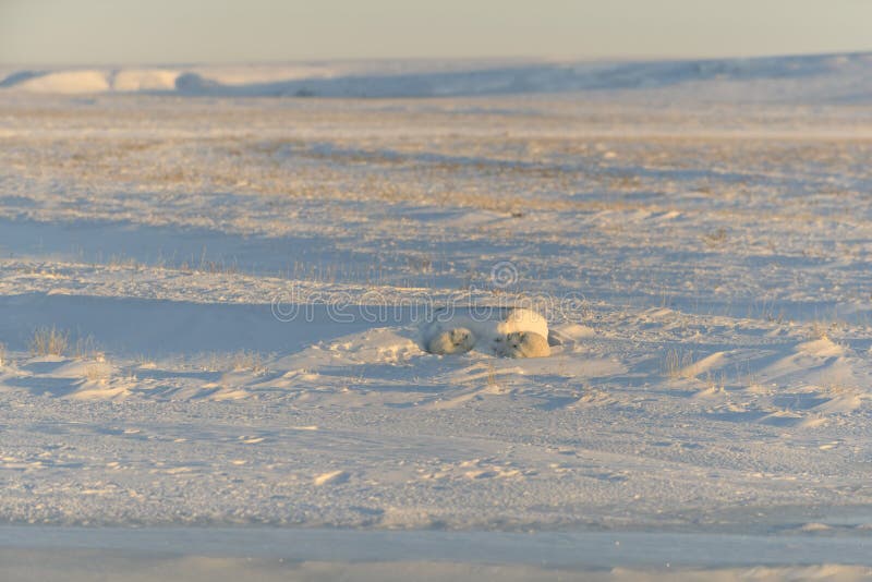 Den Lösa Arktiska Vargen Ligger På Träjournaler Djur I Djurliv Polar ...