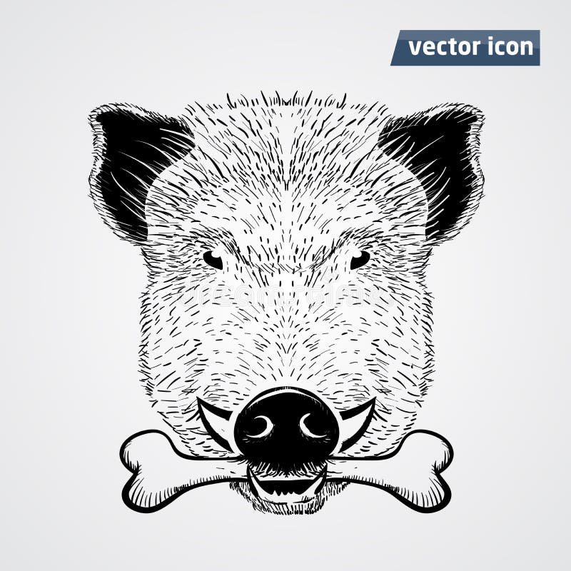 Wild boar illustration stock vector. Illustration of danger - 73565549
