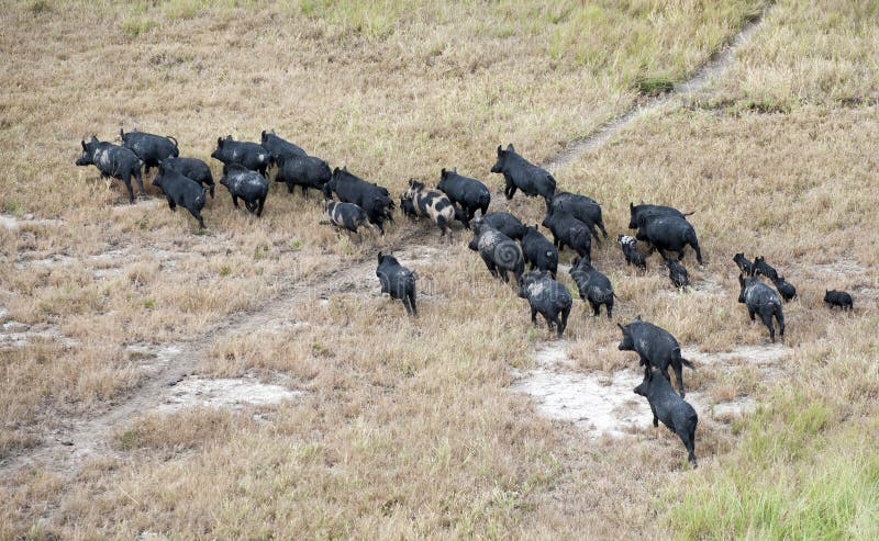 Vilda svin arkivfoto. Bild av vild, vall, anhydrous, norr - 36834194