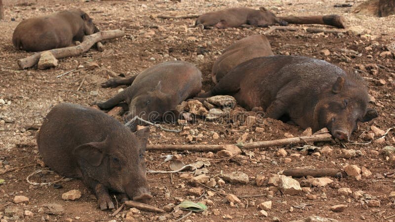 Vildsvin eller svin arkivfoto. Bild av gris, gräs, blythe - 34600876
