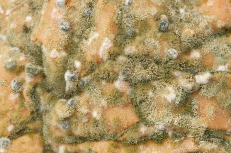 Mold closeup stock image. Image of micro, biological, blue - 8777569
