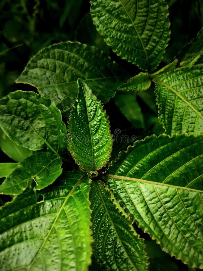 Vile Shard Leaves with Jagged Leaf Edges and a Unique Texture Stock ...