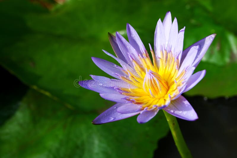 Vilet lotus stock photo. Image of park, float, flower - 12161798