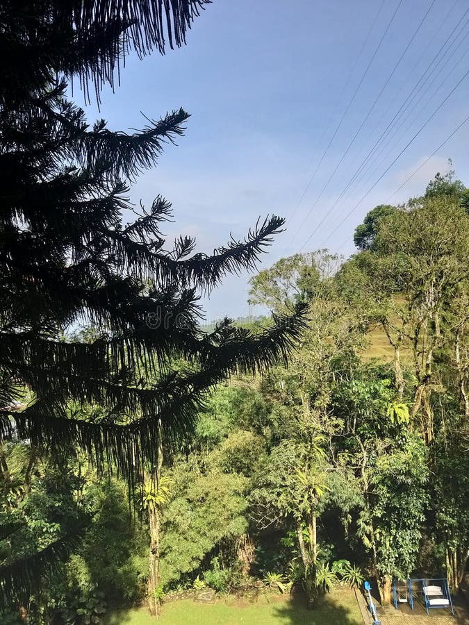 Villa in the Middle of the Forest with Nature Ambience Stock Photo ...