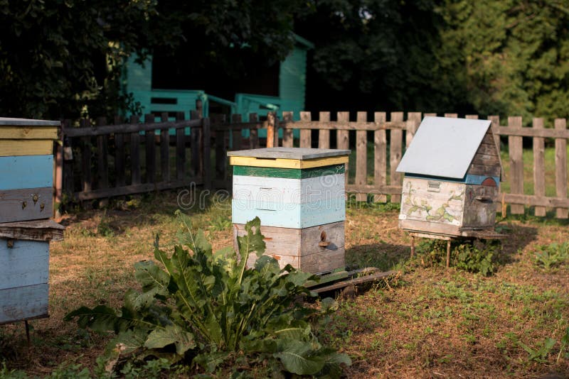 Village Apiary, Honey Production. Stock Image - Image of devevensia ...