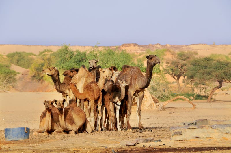 Village on the Area of the Sahara Desert in Chad Stock Image - Image of ...