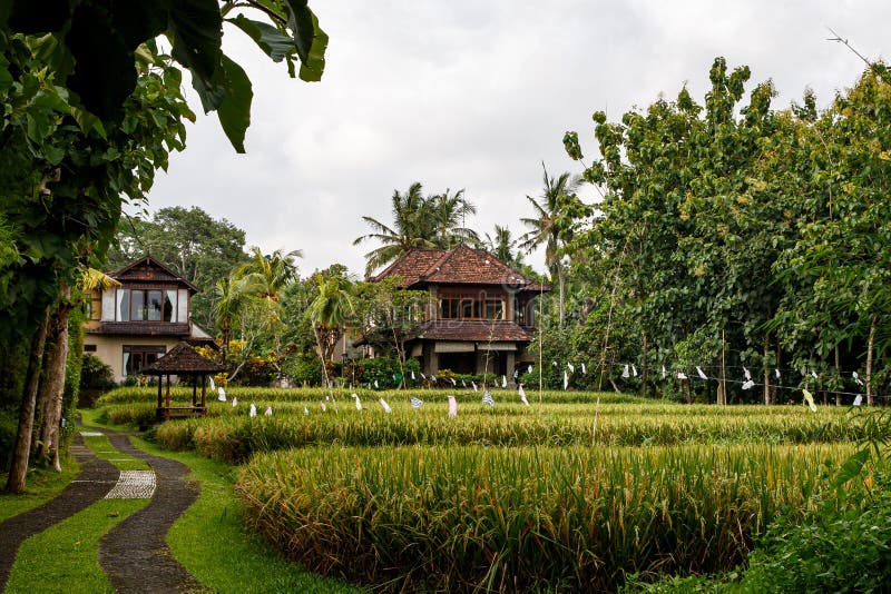 House In Rice Fields In Sapa In Vietnam Stock Photo - Image of line ...