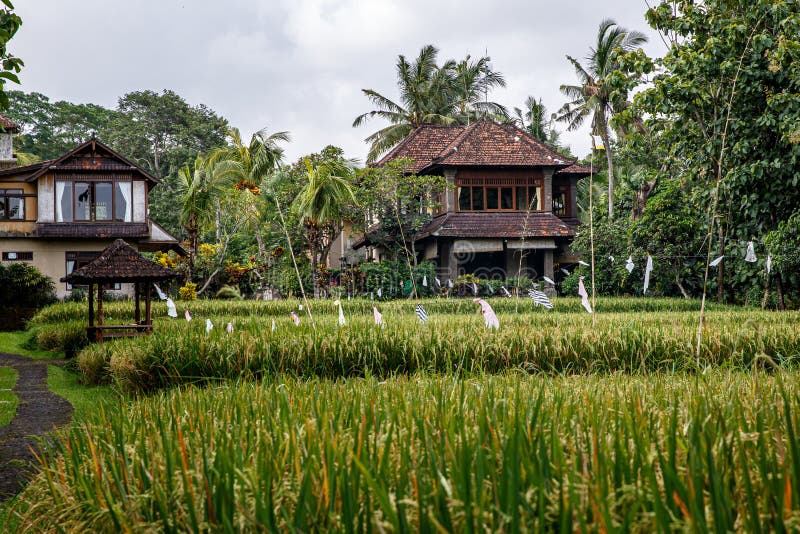 Bali Village Concept. Beautiful Jungle and Rice Fields of Asia Stock ...