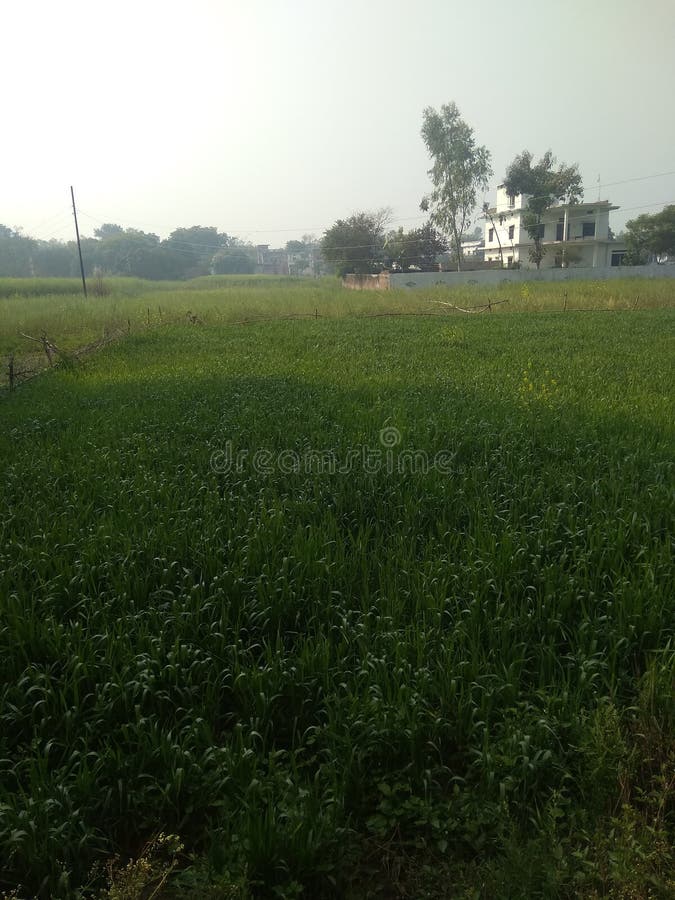 Village stock image. Image of village, gehun, former - 172309583