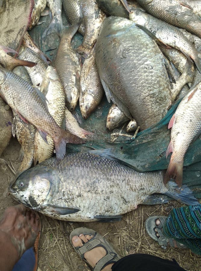 Village Big Fish Catching by Cast Net Stock Photo - Image of village ...