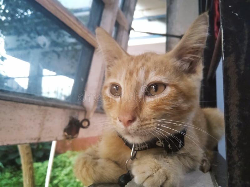 229 Cat Above Window Stock Photos - Free & Royalty-Free Stock Photos ...