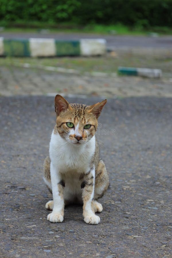 Village Cat Sitting Waiting for Food Stock Photo - Image of looking ...