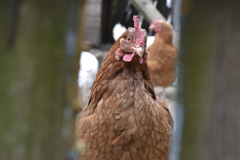 Village chicken stock image. Image of crest, head, outdoors - 43058619