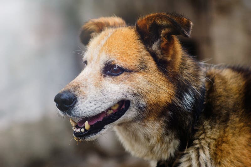 Village dog stock photo. Image of closeup, eyes, animal - 81752738
