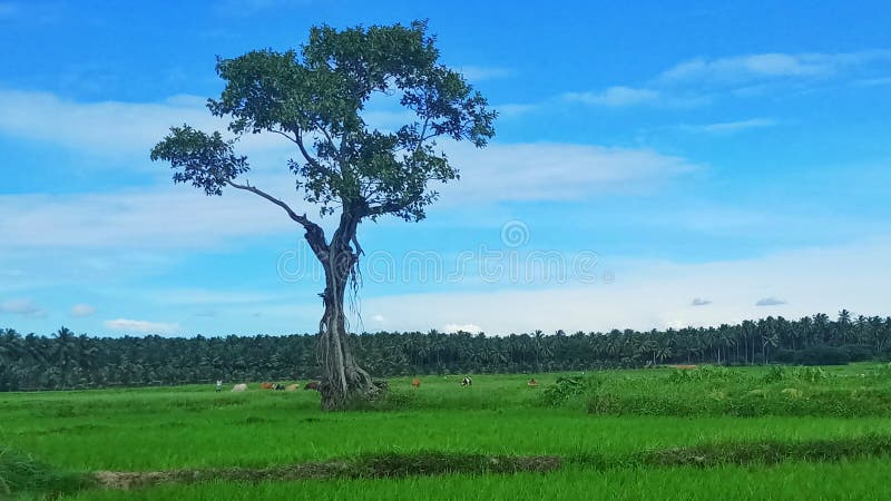 Village farm tree stock photo. Image of tree, alone - 162266746