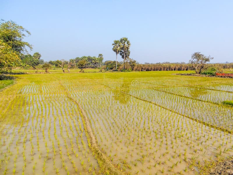 Village field landscape. stock photo. Image of village - 88767932