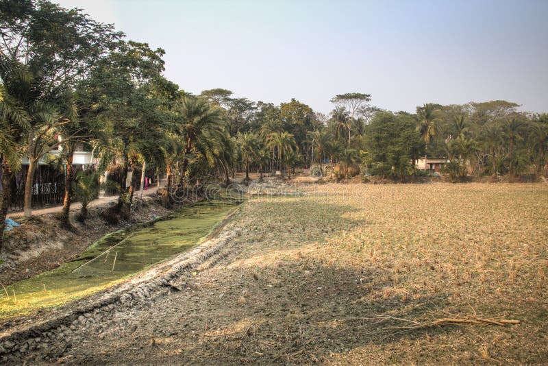 Village Fields in Bagerhat, Bangladesh Stock Photo - Image of scene ...