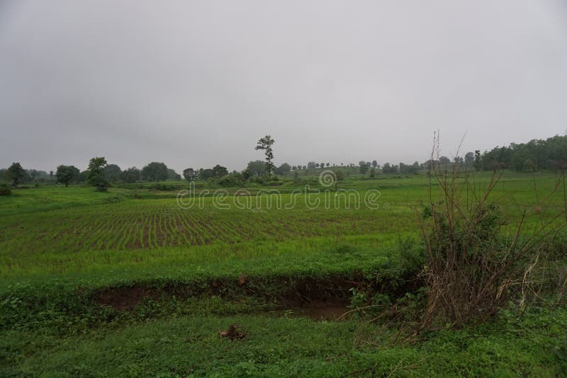 Village Fields in Rain Forest Surrounded by Grass in Maharashtra India ...
