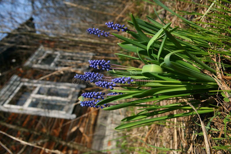 Village flower stock image. Image of beautiful, garden - 21988045