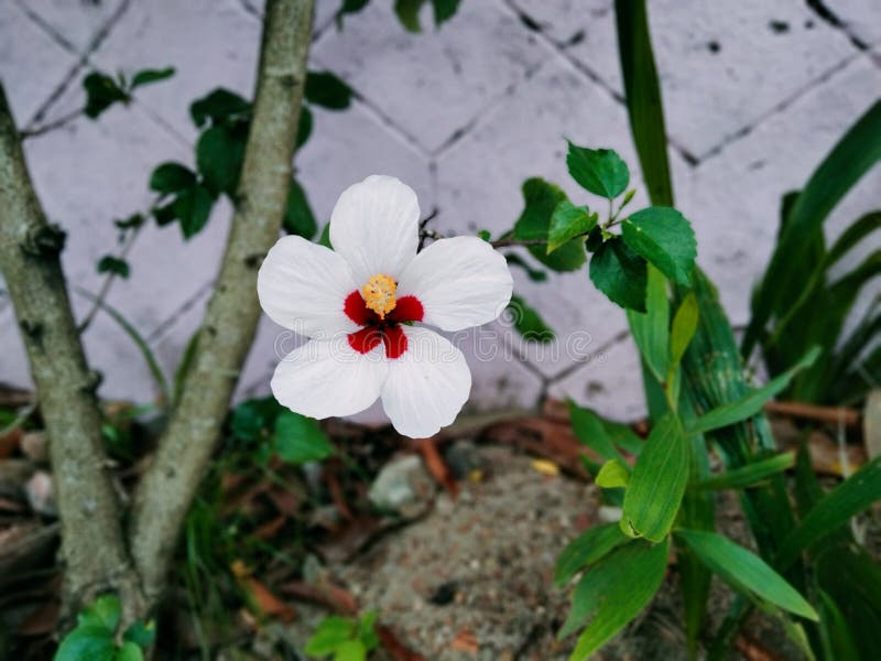 Village Flower or White Hibiscus Flower Stock Image - Image of yellow ...