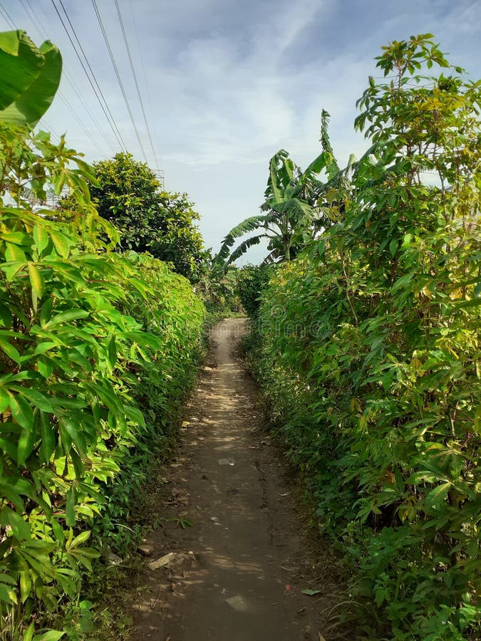 Footpath through trees stock image. Image of canopy, trees - 71092069