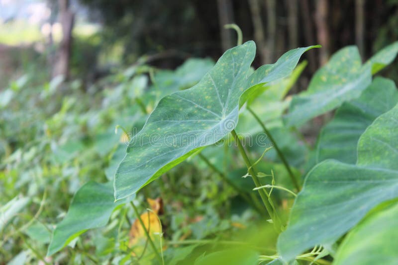 Village Rode Side Plants Stock Photos - Free & Royalty-Free Stock ...