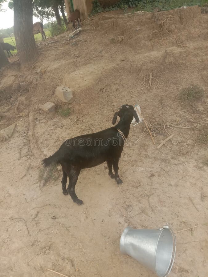 Village Goat Bakrid Cheli Khasi Stock Image - Image of khasi, bakrid ...