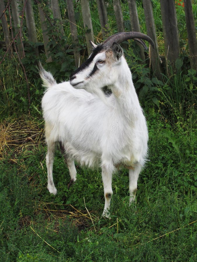 Goat Belka Stock Photos - Free & Royalty-Free Stock Photos from Dreamstime