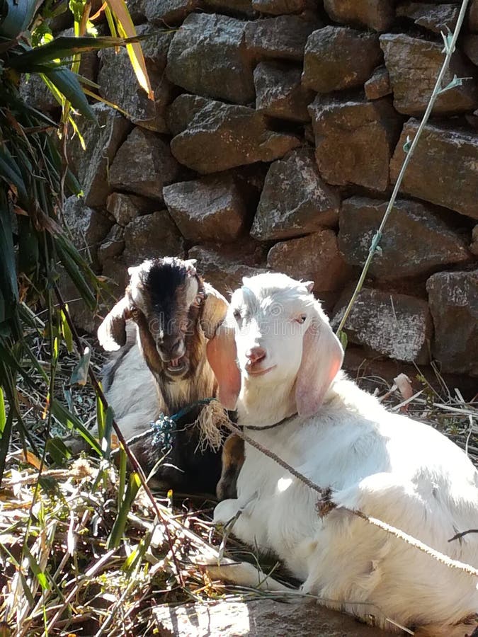 Village goat stock photo. Image of goat, village, valentine - 167116792